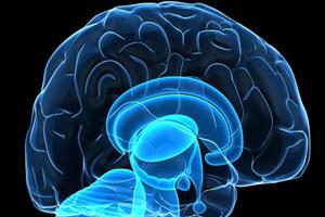 Too much brain activity may impair memory, attention - Lifestyle News ...