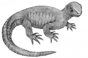 New reptile species from 212 million years ago identified - Science ...