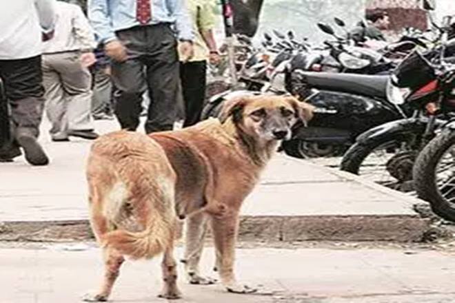 Video of dog being beaten up to death goes viral, DTU guard booked ...