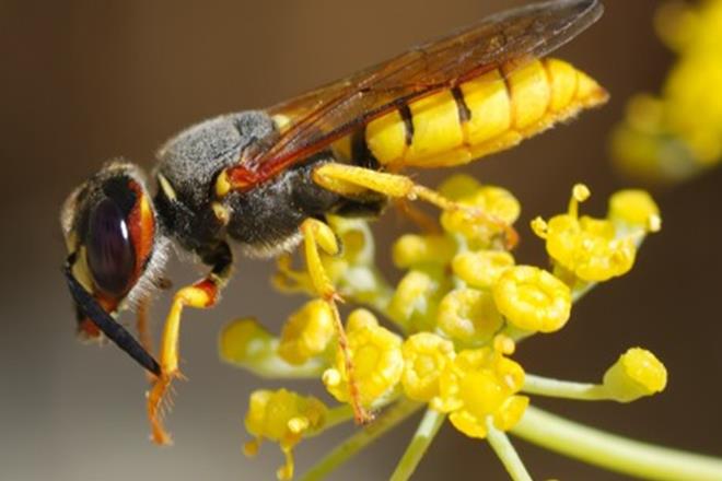 Red-eyed mutant wasps created in lab for first time - Technology News ...