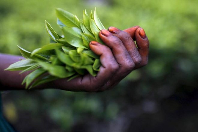 Tea tree genetic secrets unlocked - Science News | The Financial Express