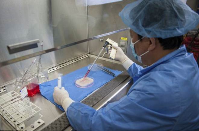 Lab-grown mini-organs may help treat facial defects - Science News ...