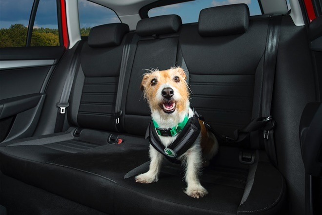 Skoda begins campaign ‘Dogs Die in Hot Cars’, to raise awareness on ...