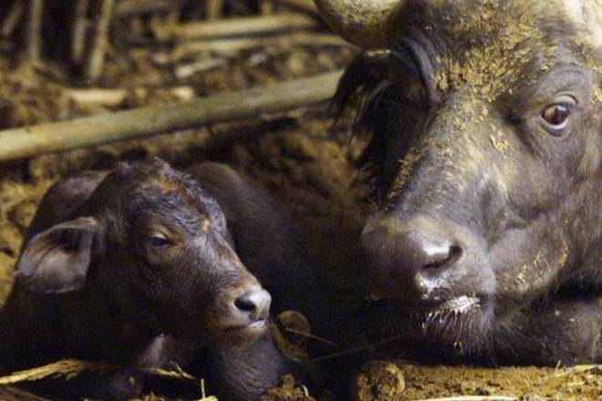 Six men transporting buffaloes thrashed in Delhi, case lodged - India ...