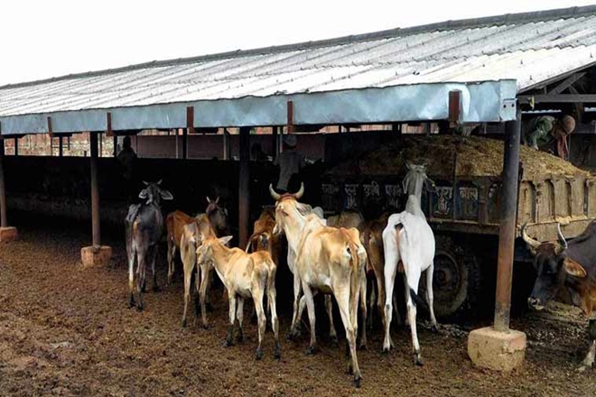 Nine officials suspended amid allegations of 173 cows deaths in a week ...
