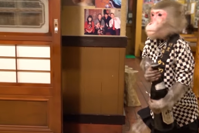 Monkeys serve as waiter in this Japanese restaurant! They get bananas ...