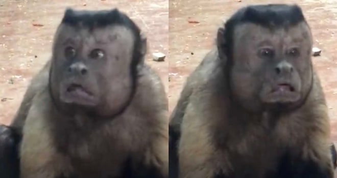 Bizarre! Monkey with a human-like face becomes a new sensation on the ...