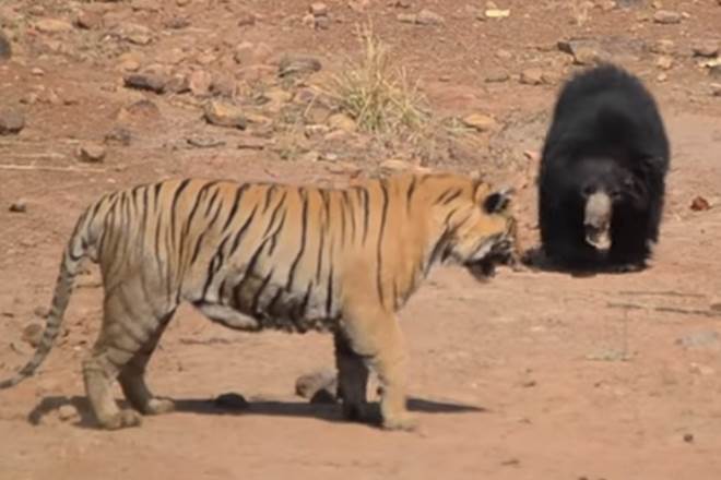This sloth bear vs tiger fight is no less than smack down! And, video ...