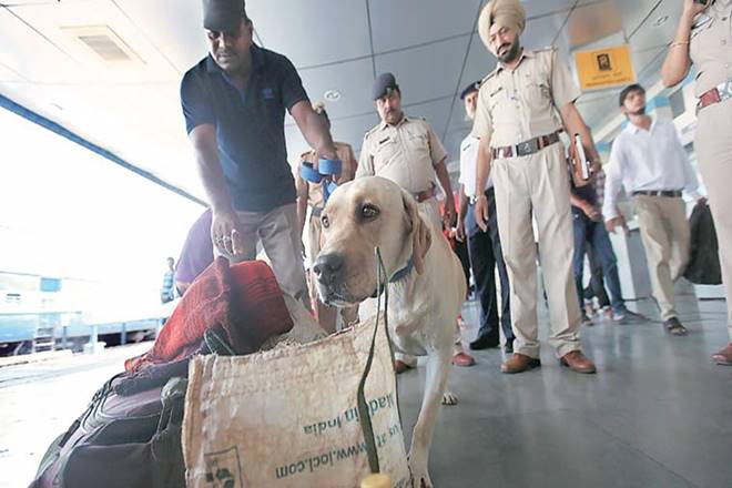 Customs dept plans to use sniffer dogs at Hyderabad airport to detect ...