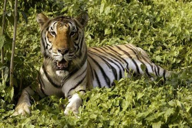 “Poachers’ trap led to death of translocated tiger” - India News | The ...