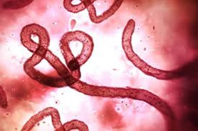 New single-dose Ebola drug treatment developed - Life News | The ...