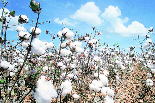 Taking stock: CAI retains cotton crop estimate at 315 L bales - Economy ...