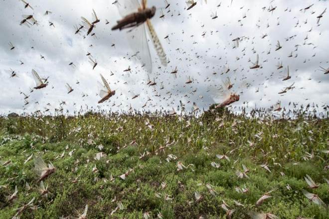 CAI urges Centre to take steps to control desert locust attack ...