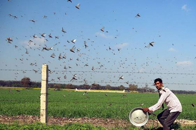 Locust attack: Yogi Adityanath sets up Disaster Relief TEAM as swarms ...