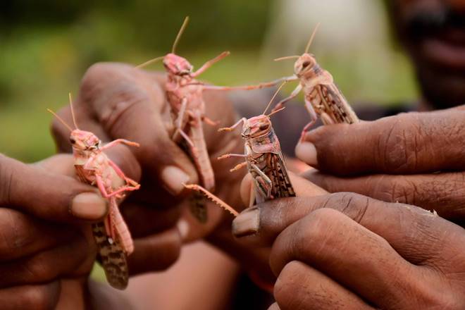 Locust attack: Helicopters deployed to control swarms in Rajasthan’s ...