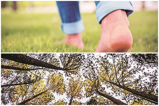 ‘Crown shyness’: Social distancing phenomenon observed in trees ...