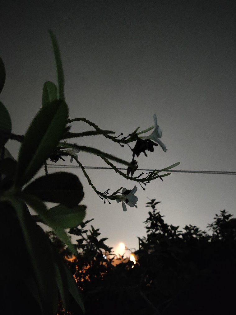 OnePlus 8T 5G launched in India; new colours, fast 120Hz display and ...