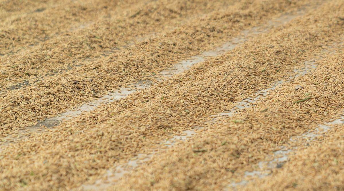 Amid pandemic: Rice exports see a surge; shipments up 36% in H1 ...