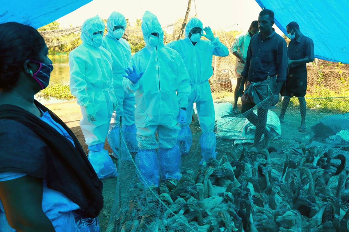 Bird flu outbreak 2021: 7 states report avian influenza, officials ...