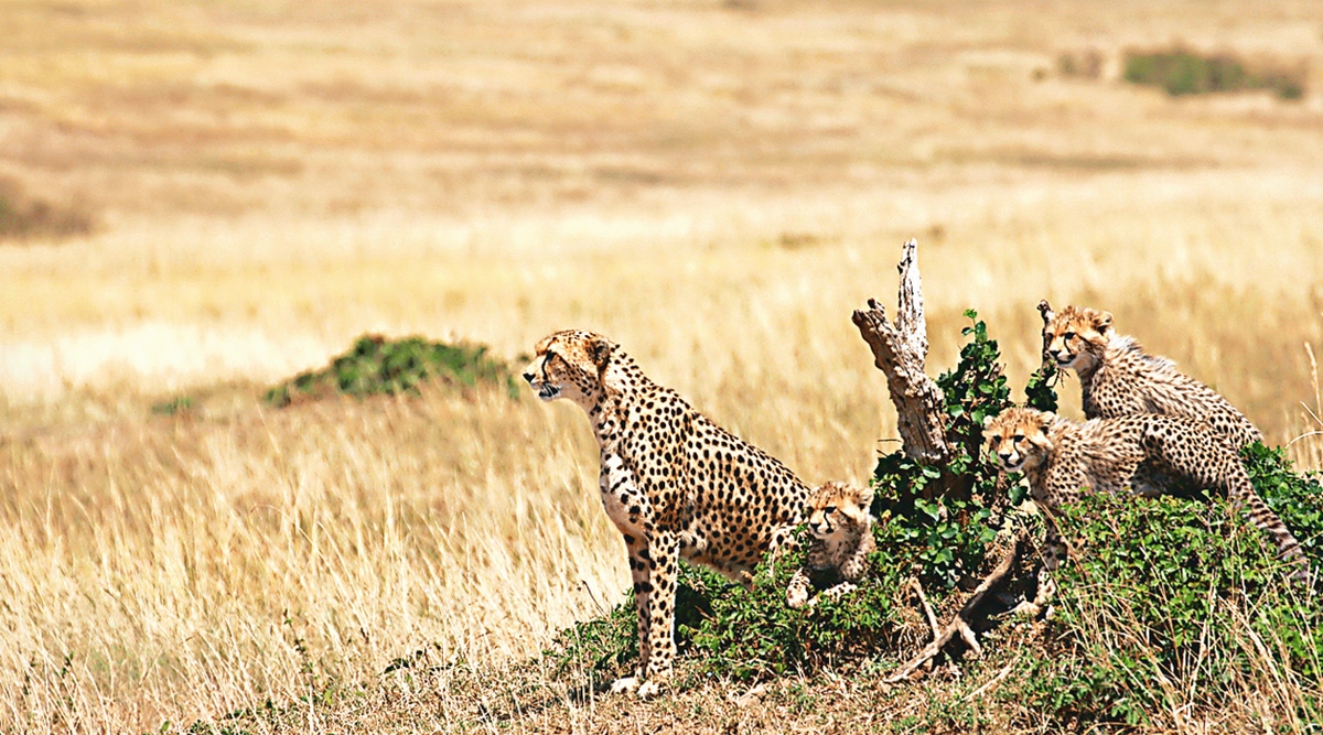 Mighty Cheetah to return! Work to reintroduce majestic cat to India ...