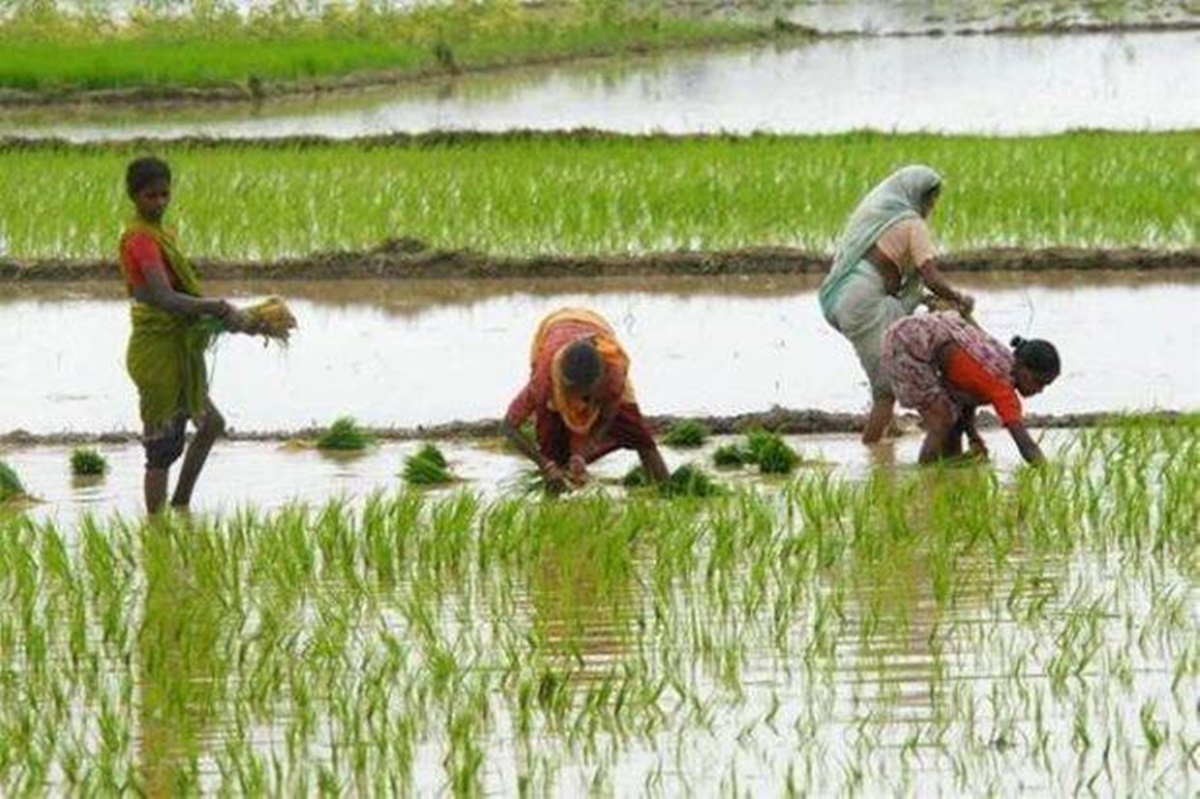 Govt hikes paddy MSP by Rs 72 per quintal to Rs 1,940 for 2021-22 crop ...