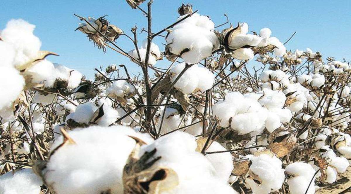 In a historic first, weavers import cotton yarn - Commodities News ...