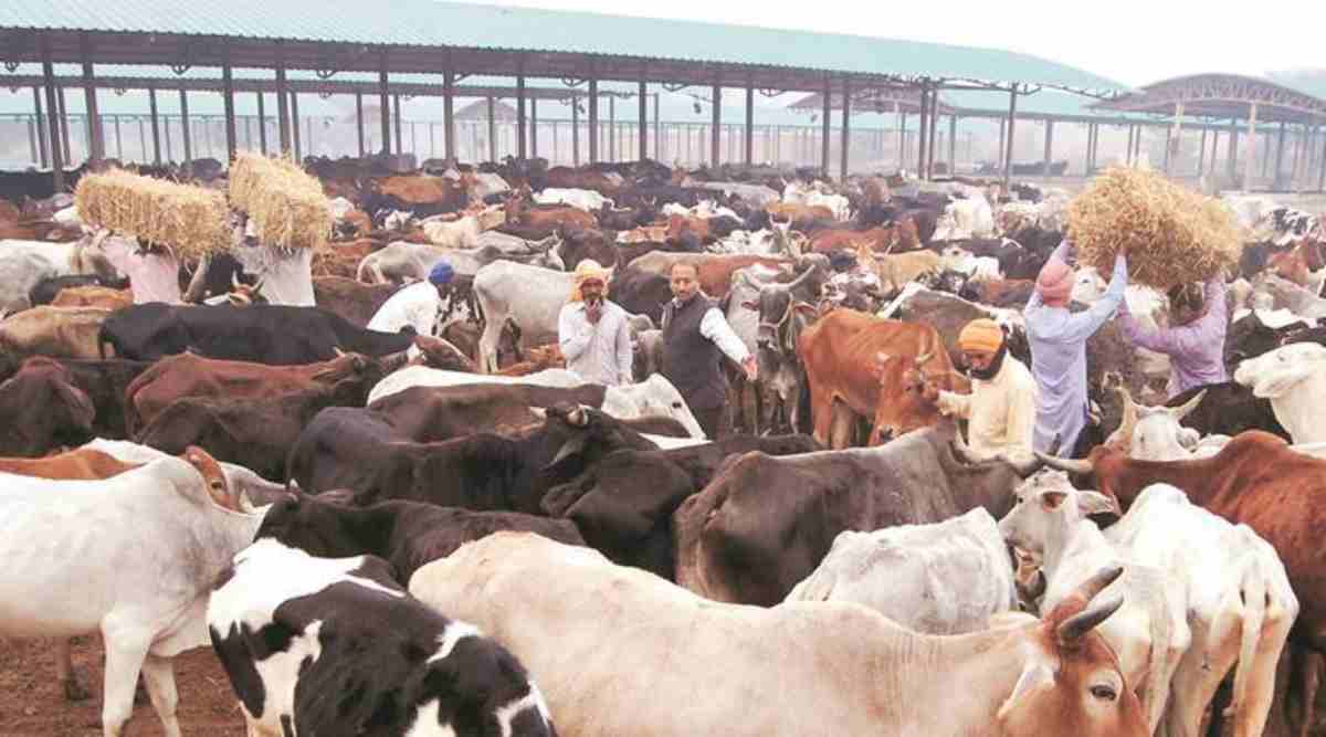 Lumpy skin disease in cattle spreads to over 8 states/UTs; 7,300 ...