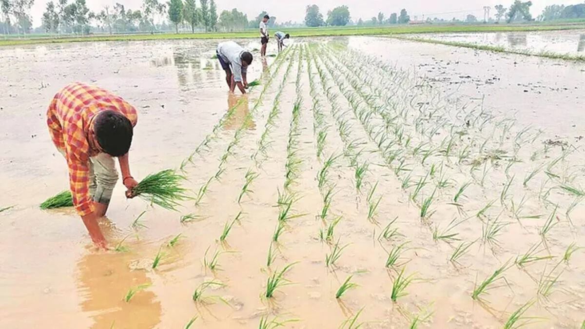 Paddy sowing deficit narrows to 4.9% from 12% in 4 weeks - Economy News ...