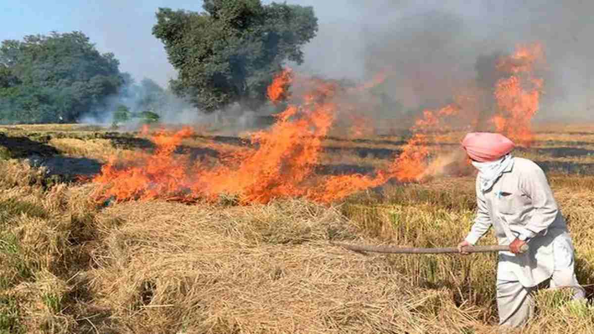Can paddy pellets be answer to the stubble-burning menace in Punjab ...