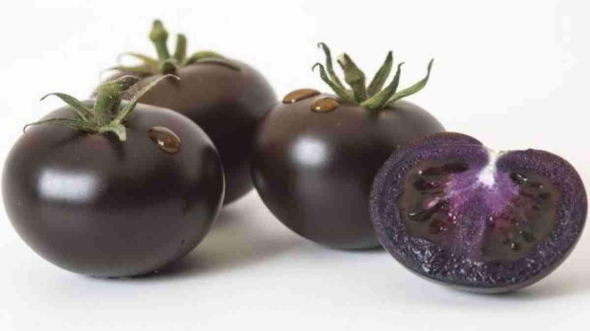 Purple tomatoes are taking over the internet! Here’s everything about ...