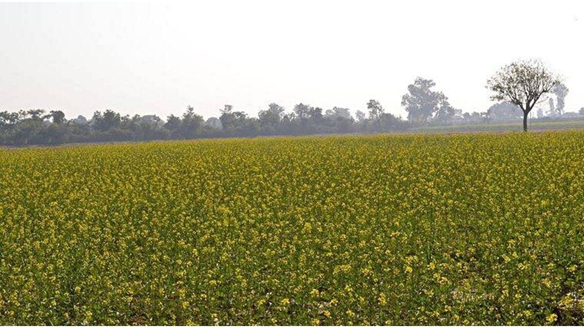 GM mustard gets approval for field trials - Commodities News | The ...