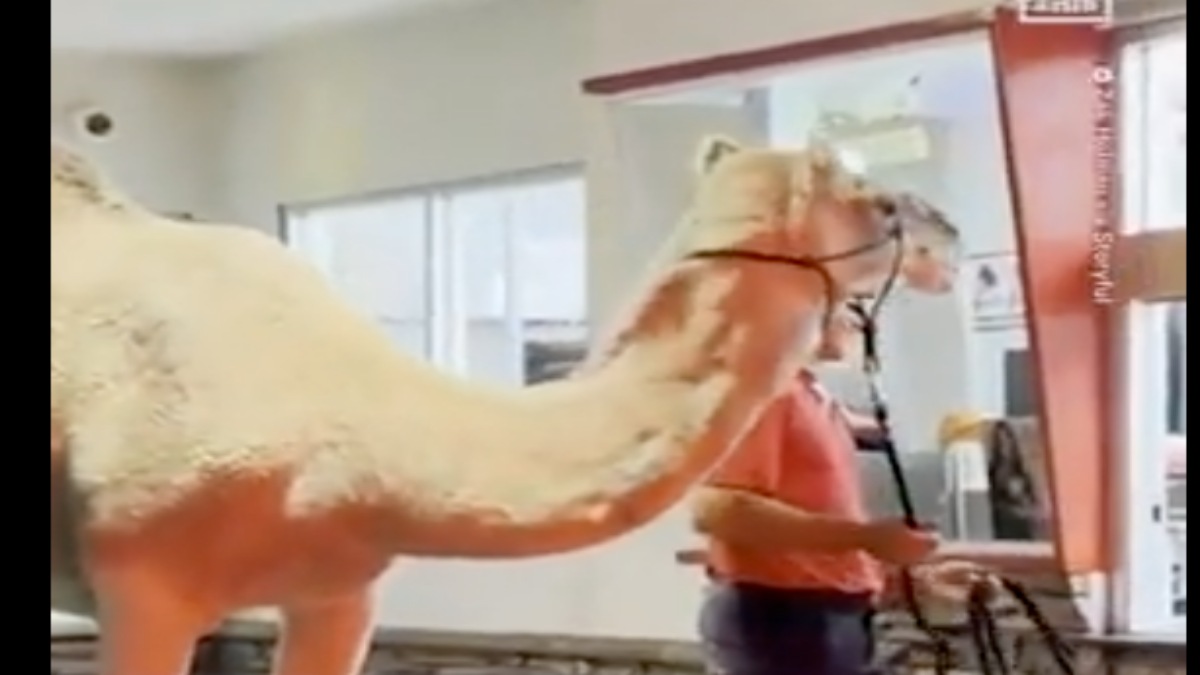WATCH: Camel wants fries; walks to a Vegas restaurant’s drive-thru and ...
