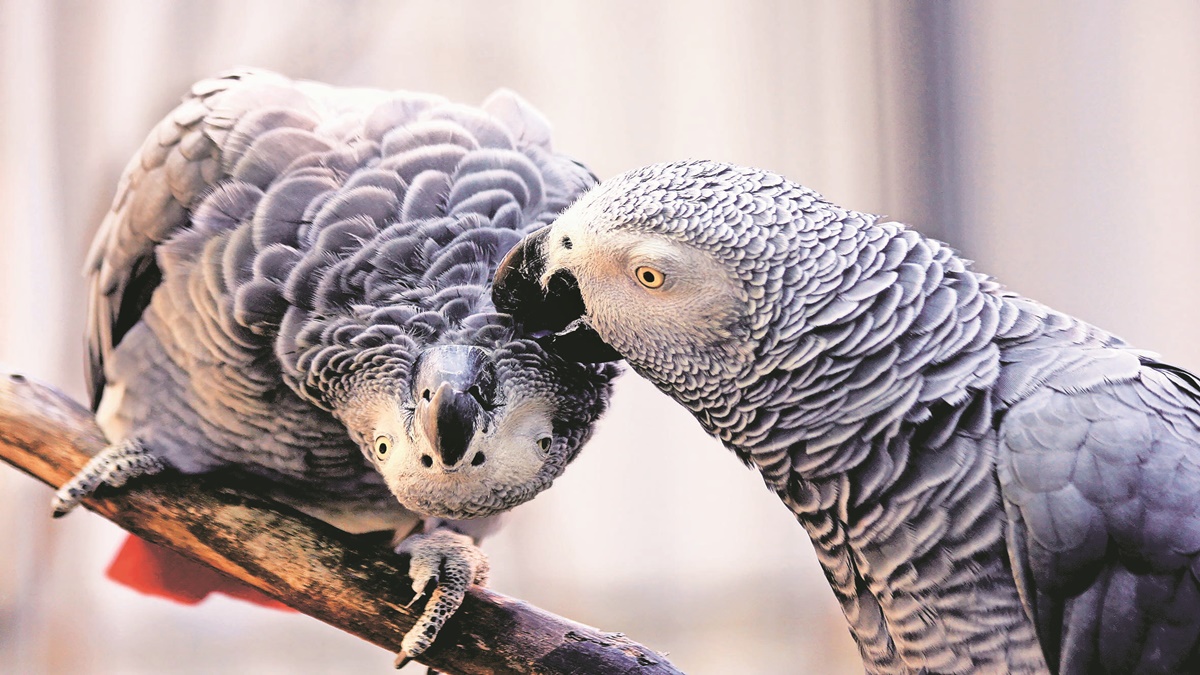 The animal bond: Only one mate! - Lifestyle News | The Financial Express