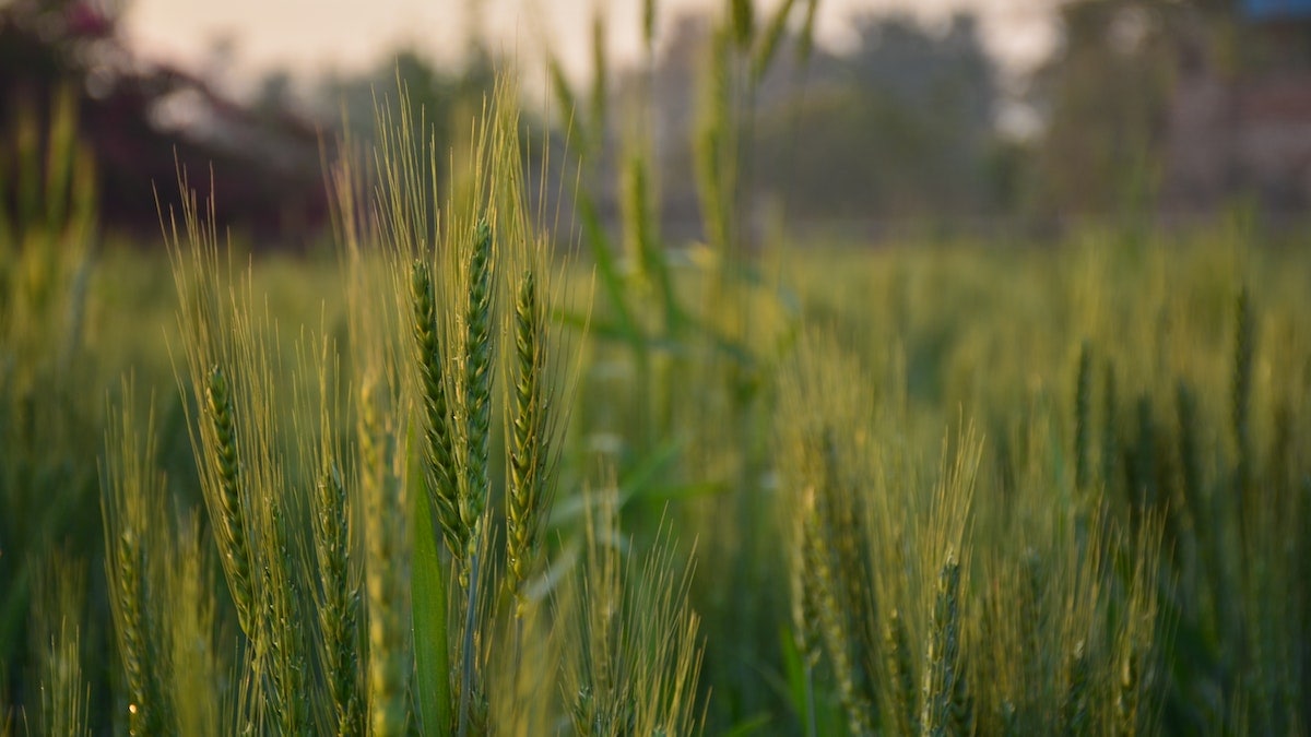 Beekeeping has helped in raising crop production by 30%: KVIC Chairman ...