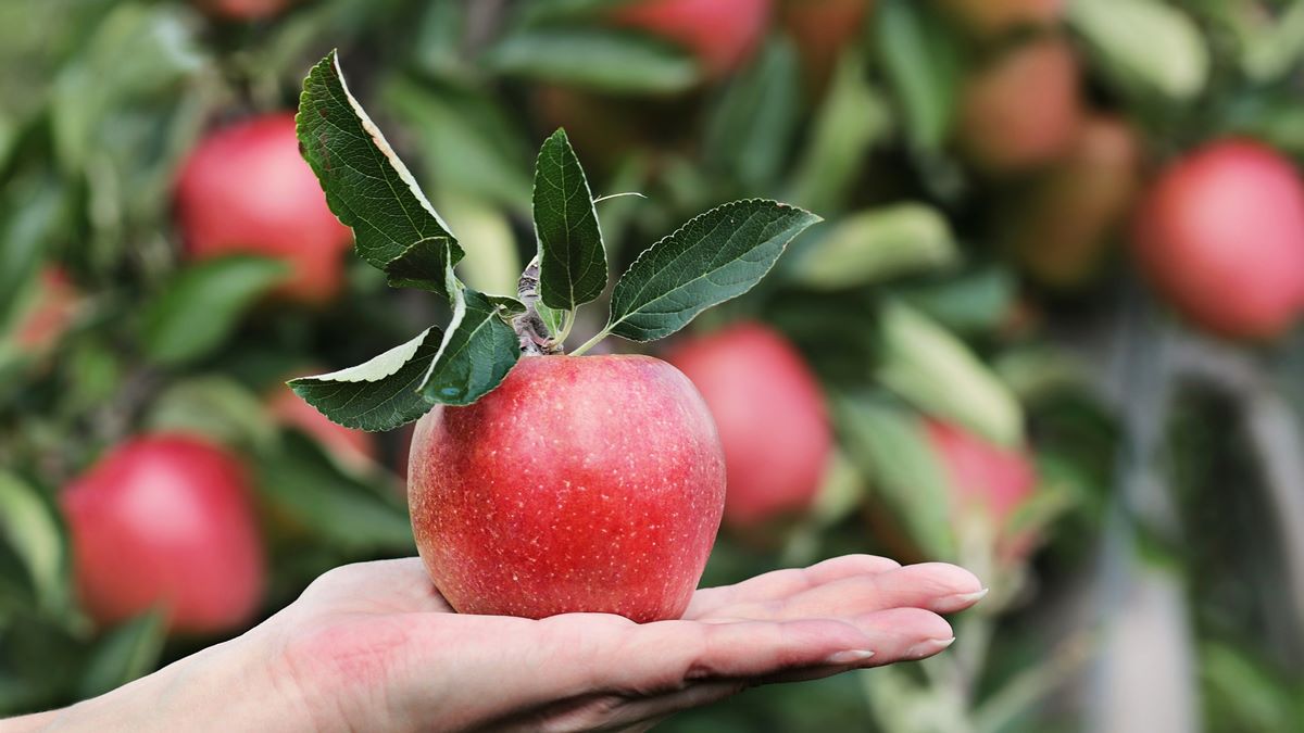 When should you consume apples? Know the perfect time for maximum ...