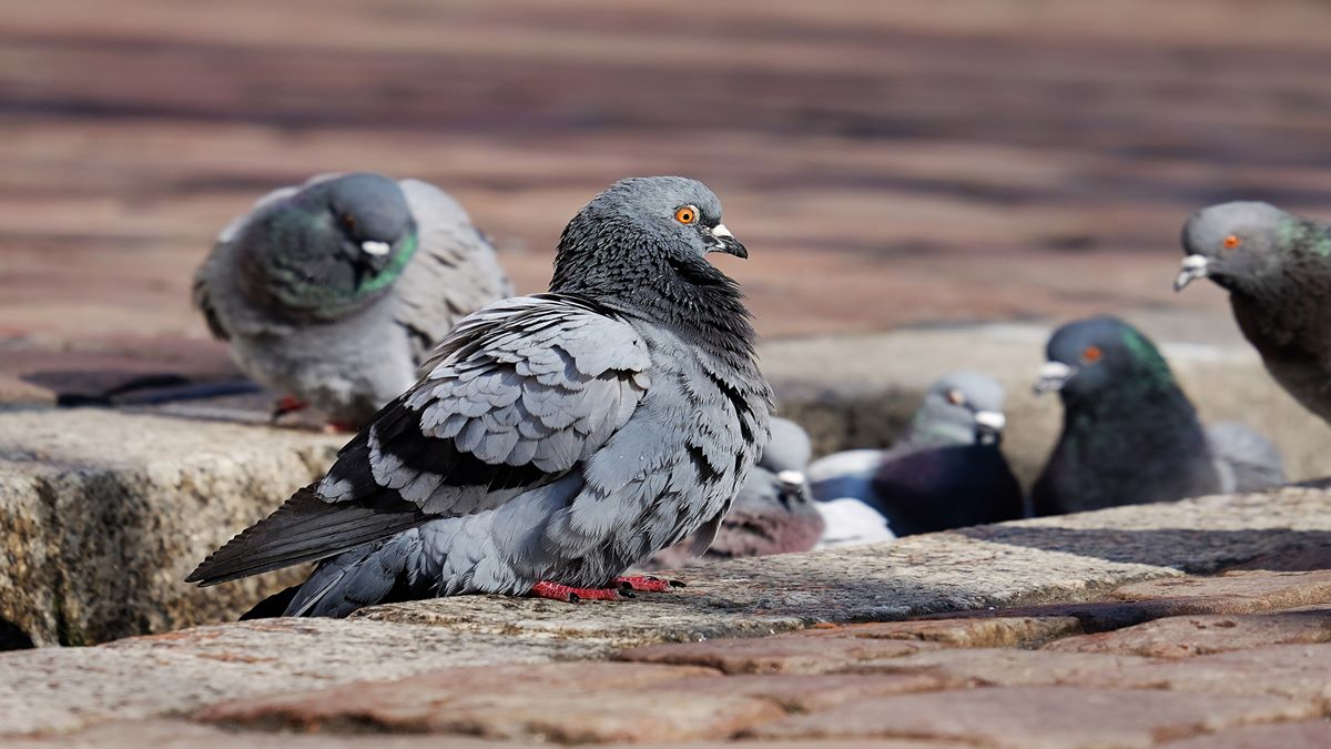 Beware of pigeon droppings! It can permanently damage your lungs; here ...