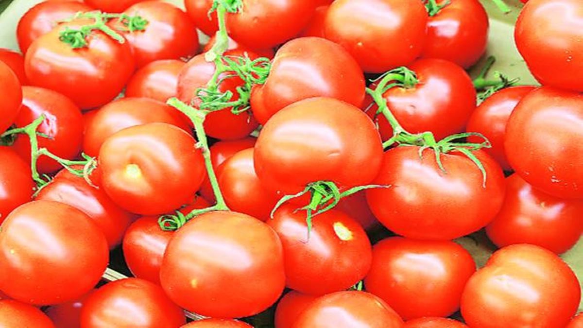Tomato prices at Mother Dairy's retail stores doubled to nearly Rs 80 ...