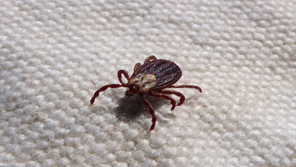 Powassan virus outbreak in US: All you need to know about its causes ...