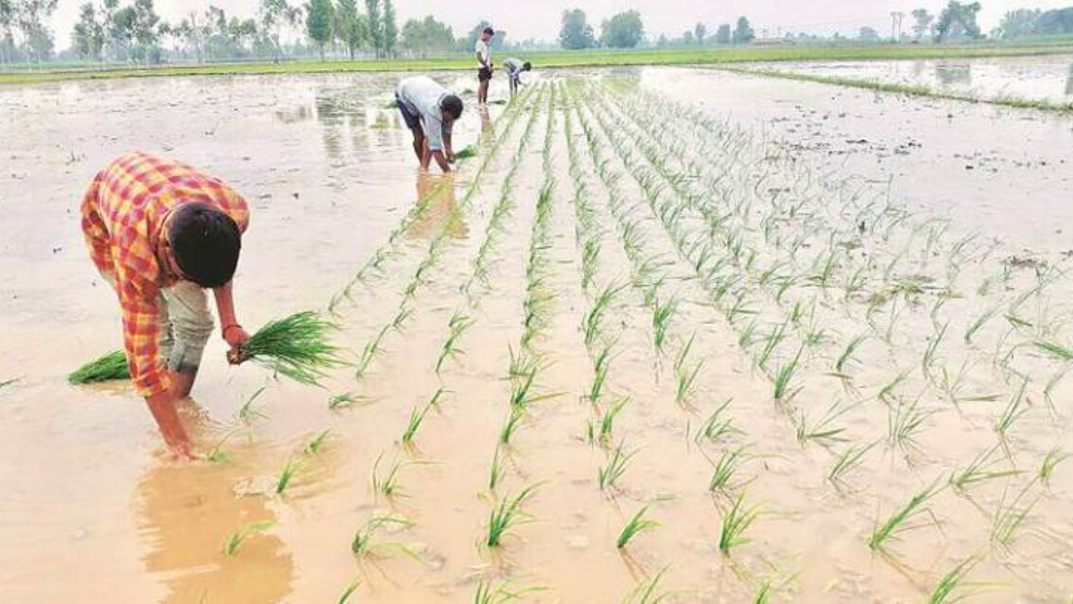 Paddy purchases by Govt drops 13%, as farmers hold on to stocks ...