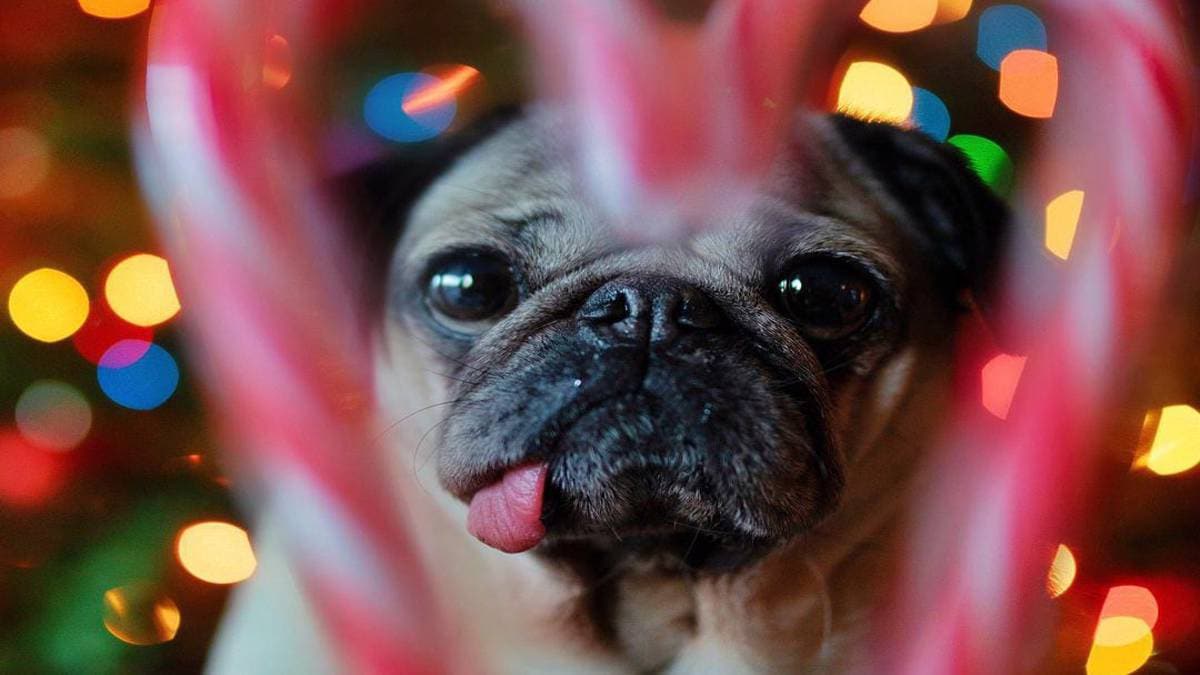 The Wealthy Paws: Richest celebrity pets and their net worth ...
