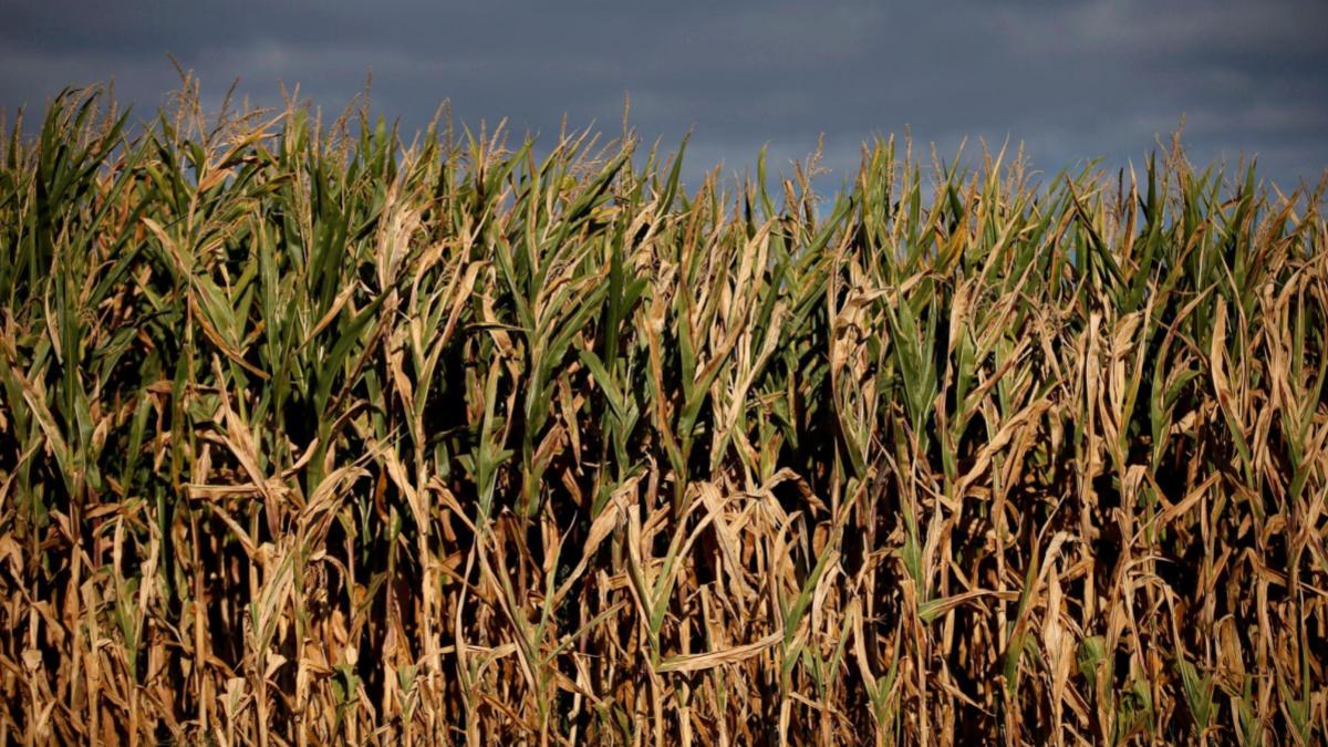 Maize prices rise on robust poultry demand - Economy News | The ...