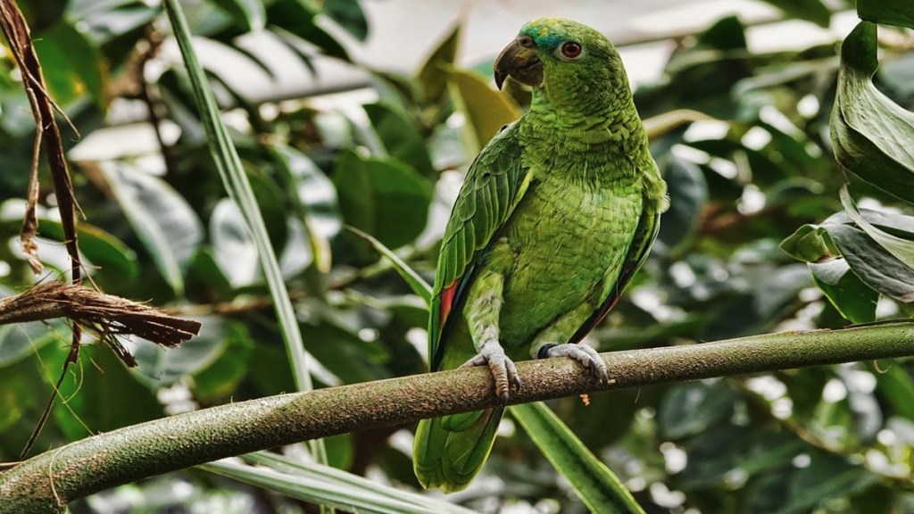 Psittacosis cases reported in Europe--Know all about its symptoms ...
