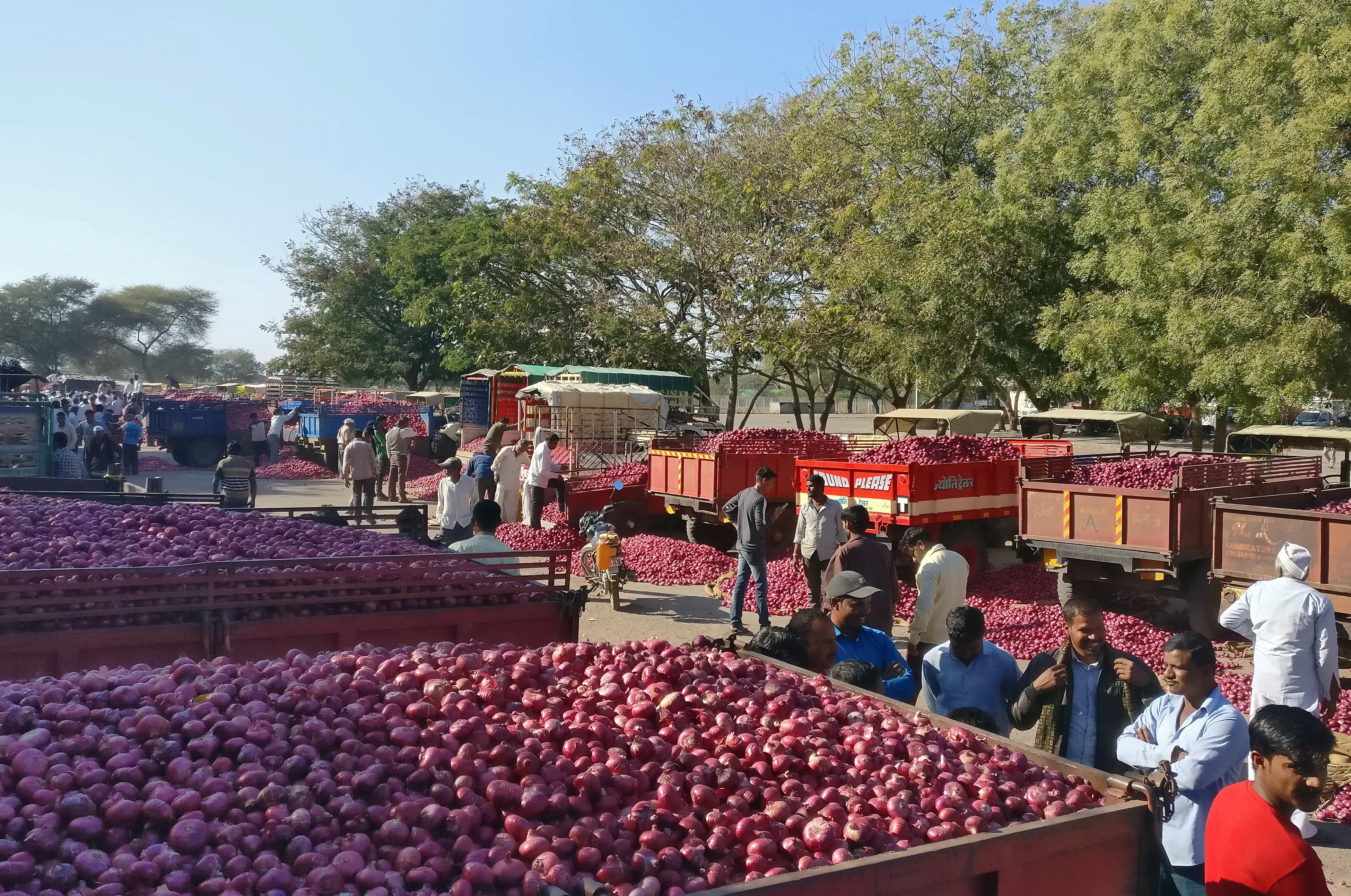 Govt to roll out direct transfer scheme for onion farmers - Economy News | The Financial Express