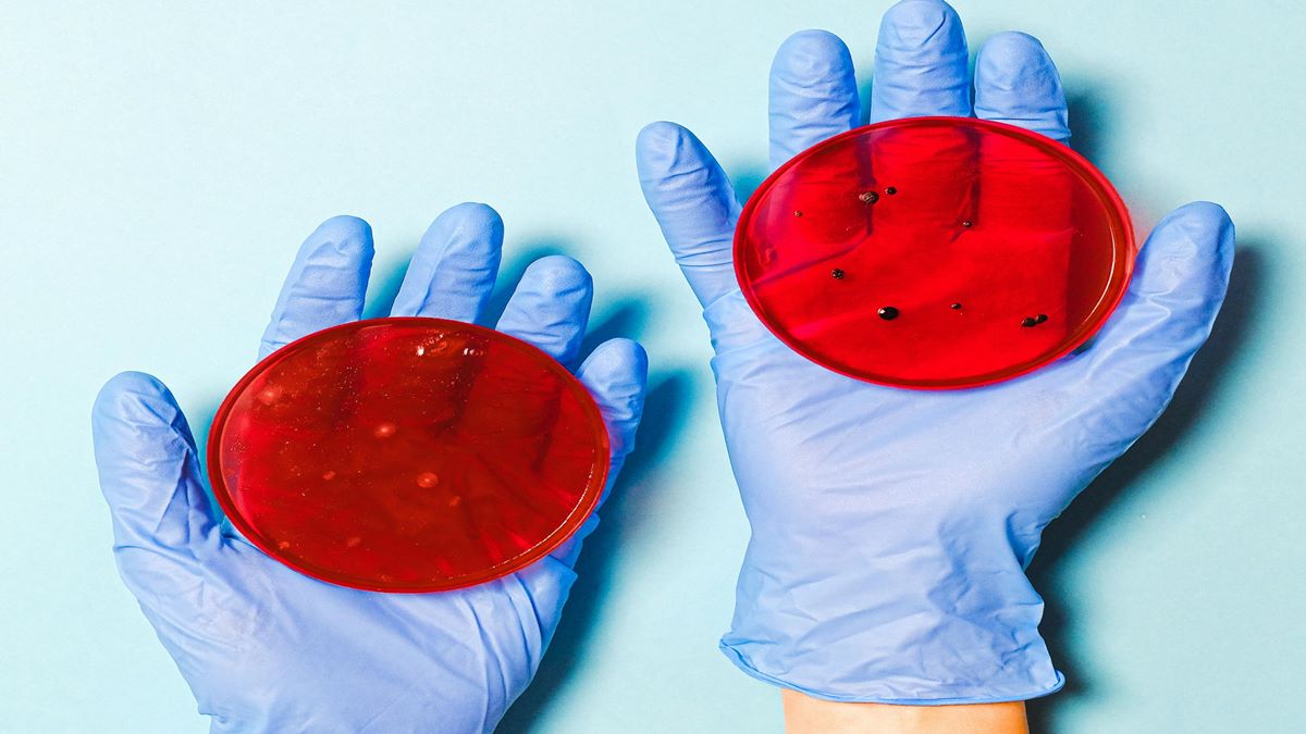 THESE 'vampires' drawn to human blood could be inside your body - Know ...