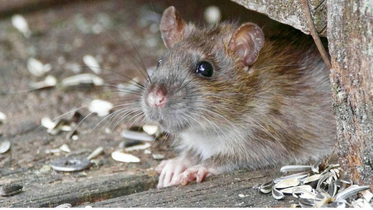 Police say rats destroyed confiscated bhang, ganja kept in store ...