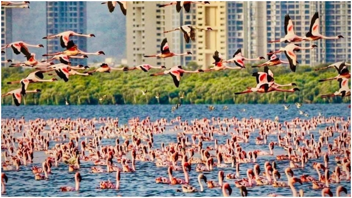 Dozens of flamingos found dead in Mumbai, were hit by Emirates flight ...