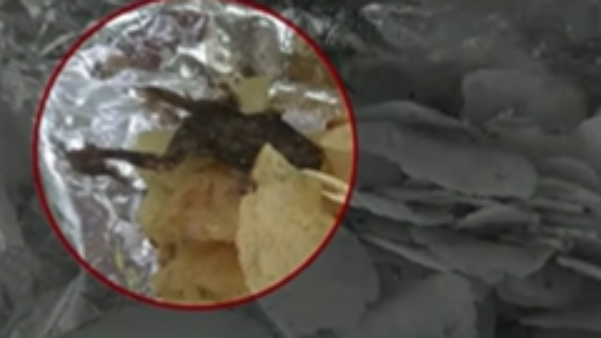 Dead frog found in packet of potato wafers in Jamnagar, probe ordered ...