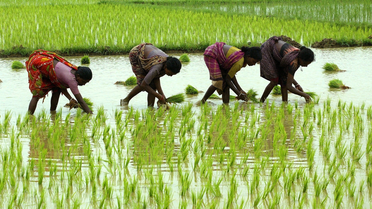 Kharif sowing up 14%, paddy area rises 19% - Economy News | The Financial Express
