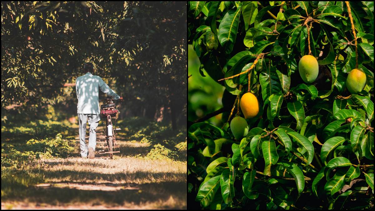 Reliance's Mango Empire: How Mukesh Ambani transformed barren lands ...