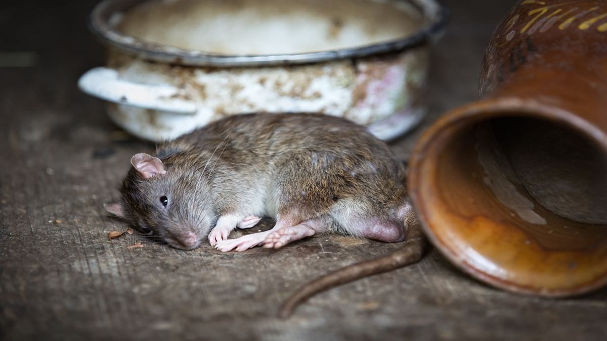 Hantavirus in United States: Deadly rat-borne disease claims lives-Know ...